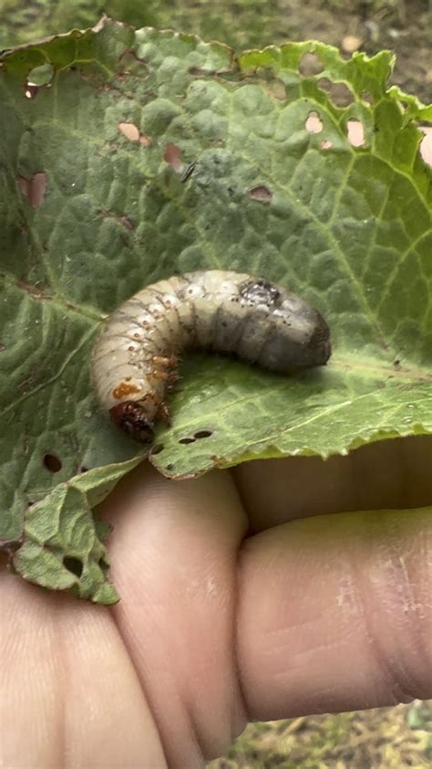 Found A Rhino Beetle Larvae In My Yard Today Its Adorable R
