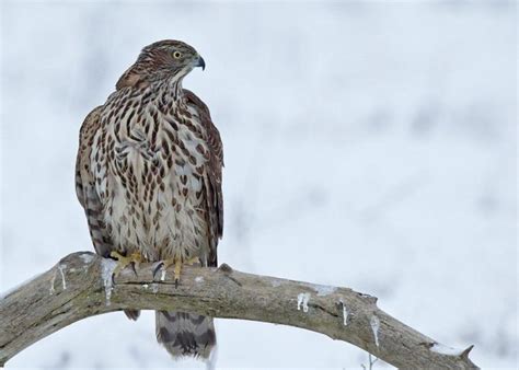 Northern Goshawk Facts Distribution Diet Lifespan Pictures