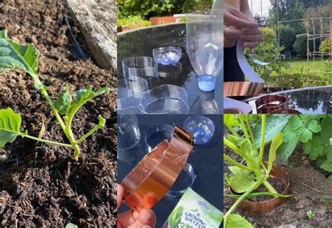 How To Make Use Slug And Snail Barrier Collar