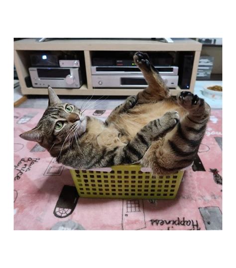 перерисовка удобно пиздец кот кот и коробка Gentlecat смешные картинки и другие