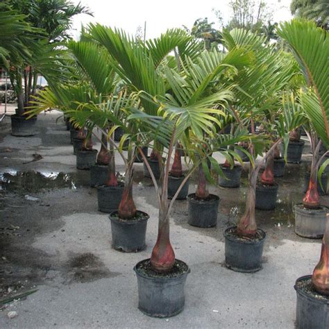 Bottle Palm Plant Hyophorbe Lagenicaulis Palms Direct Palms Direct