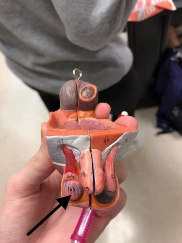 Lab Flashcards Quizlet