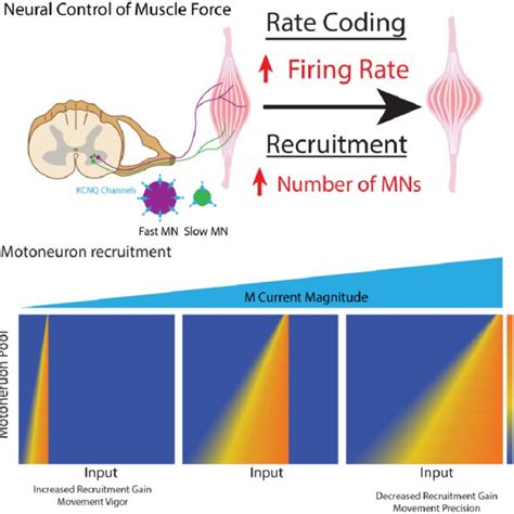 Summary Schematic A Recruitment And Subsequent Modulation Of Download Scientific Diagram