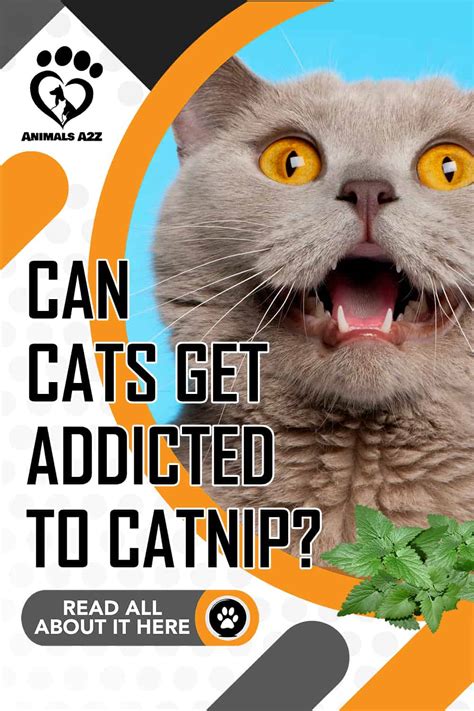 Can Cats Get Addicted To Catnip [ Detailed Answer ]