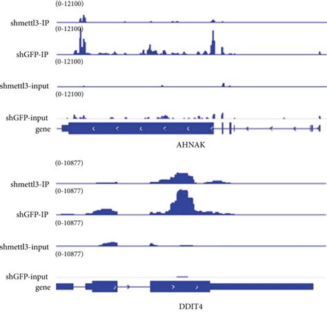 Methylated Rna Immunoprecipitation Sequencing Merip Seq And Rna