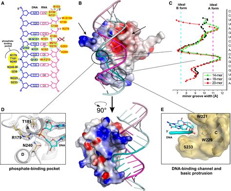 Structure Of Human Rnase H1 Complexed With An Rnadna Hybrid Insight Into Hiv Reverse