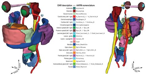 The Head And Neck Organ At Risk Ct And Mr Segmentation Challenge Medical Imaging