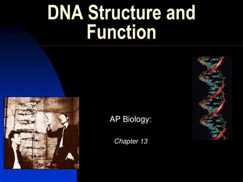 PPT DNA Structure And Function PowerPoint Presentation Free Download ID 3527258