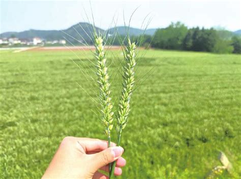 （四川农村日报）新品种引领 粮食大县小麦丰收在望 四川农业大学新闻网