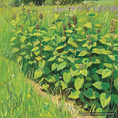 Ai创作图醡浆草插画 地榆插画 灌木丛插画 庭院植物枯里珍插画 车前草插画 藿香插画 商陆插画 绘本风格植物插画 颠茄草插画 灌木丛草地 黄花九轮草插画春天 野根葛插画 淫羊藿插画 车前草包装