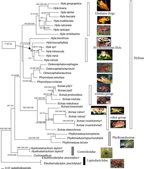 Bootstrap Analyses Carried Out With 1000 Iterations Using The 2403 Pb Download Scientific