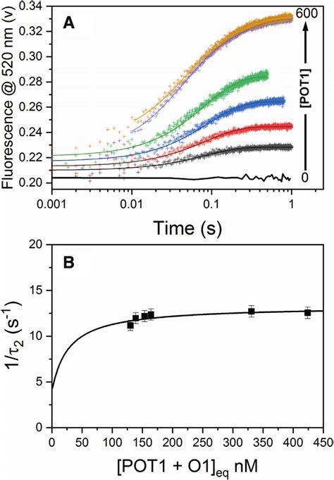 Kinetics Of Pot1 Binding To Fret Labeled O1 Determined By Stopped Flow Download Scientific Kinetics Of Pot1 Binding To Fret Labeled O1 Determined By Stopped Flow Download Scientific