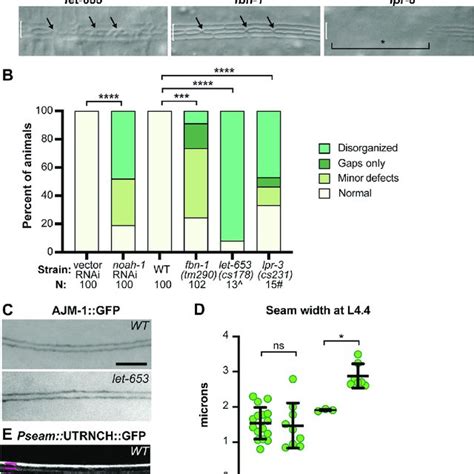 Provisional Matrix Components Are Required For Patterning The Alae A