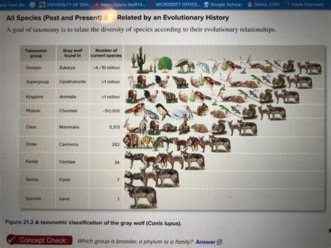 5 3 Classification Flashcards Quizlet