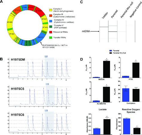 A Representation Of Somatic Mitochondrial Dna Variants Detected Only
