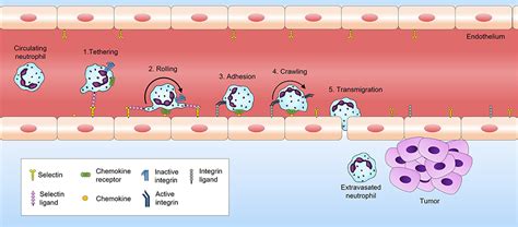 Cell Based Drug Delivery Systems As A Nanocarrier Platform Ijn