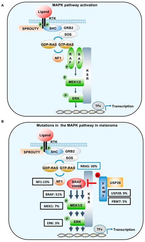 Schematic Of Mapk Signalling In The Context Of Wild Type Braf And