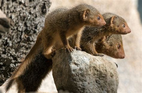 Dive Into The Performance Of Mongoose Lean Virtuals — A Mongoose Plugin That Enables Virtuals In