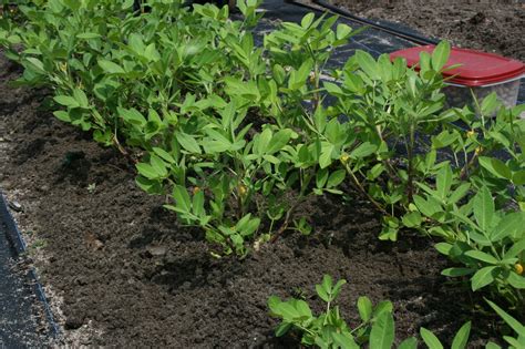 Soil Foliar Feeding