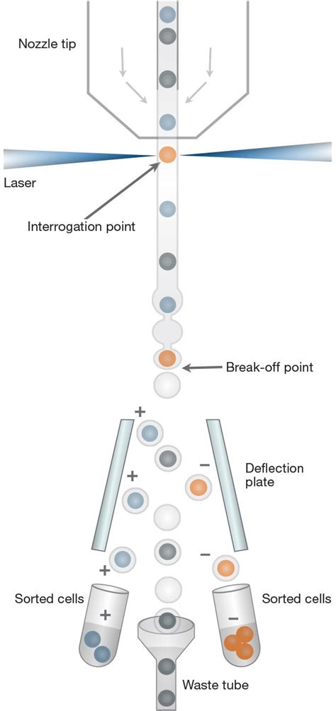 Multiparametric Flow Cytometry Cell Sorting At Ronald Wooton Blog
