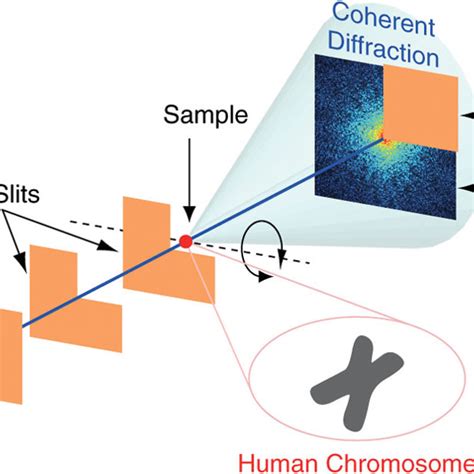 Color Coherent Diffraction Pattern Of An Unstained Human Chromosome Download Scientific