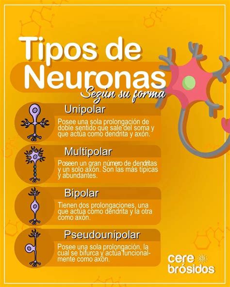 Tipos De Neuronas Dibujo