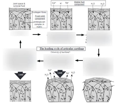 Diagram Of Loading Of Articular Cartilage Cycle Diagram Quizlet