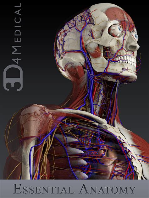 3d4medical Prepare To Launch Unique 3d Essential Anatomy App [exclusive Demo]