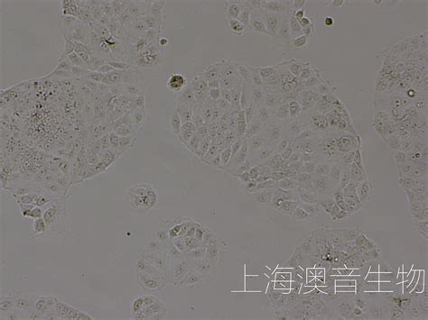 Huh 6人肝母细胞瘤细胞 企业官网