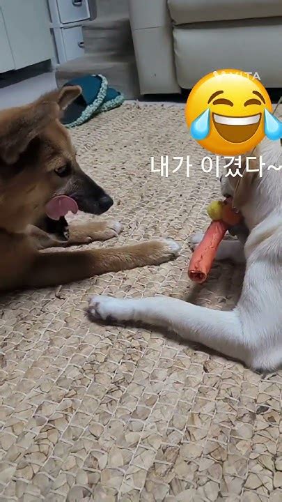 귀염둥이들이 뭐하고 있나요 Youtube