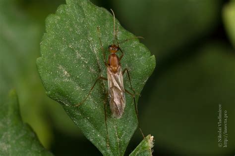 Photo 47770 Camponotus Maculatus