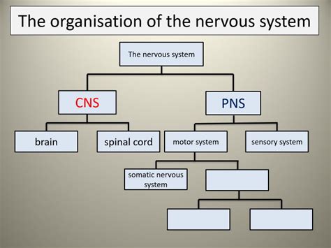 Mammalian Nervous System Edexcel A Level Biology B Teaching Resources