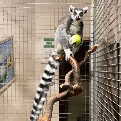 Центр порятунку диких тварин Home