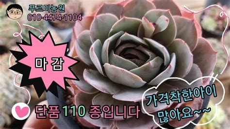 ️착한가격단품110종입니다~다육판매다육식물반려식물축제비바위솔청주다육충북다육대전다육기온차공기정화식물천안다육