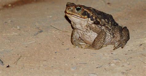 Sapo Boi 9149 Biofaces Bring Nature Closer