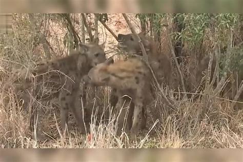 雌性鬣狗没有固定的配偶，会和任何的雄性交配，看谁的魅力比较大配偶鬣狗魅力