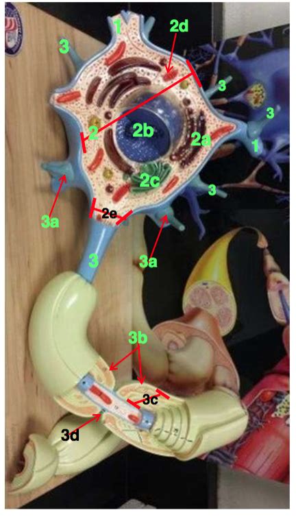 Neuron Diagram Quizlet