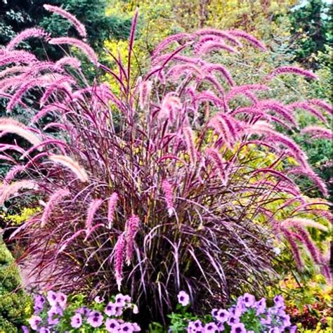 The Prettiest Ornamental Grasses For Sun And Shade 1000 Ornamental