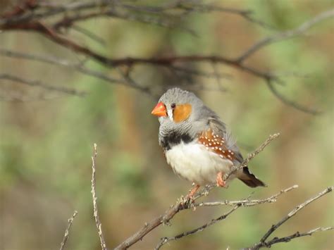 Griffith Ecology Lab Understanding Avian Ecology In Australia The