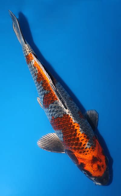 Beni Ginga Koi W1108m013 Ozumi Ikarashi Koi Farm