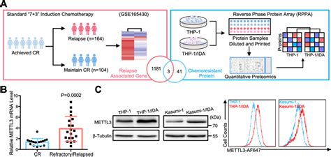 Up Regulation Of METTL3 In Chemoresistant AML Cells A Flow Chart For