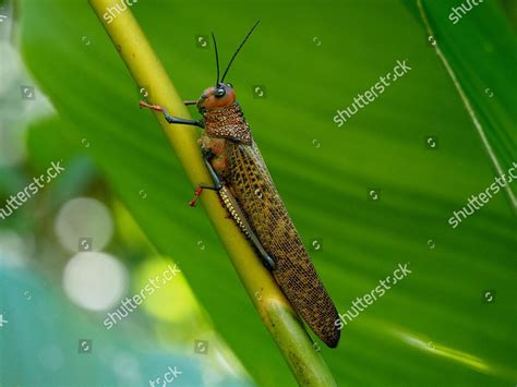 Giant Locust Tropidacris Cristata Grasshopper Manuel Editorial Stock