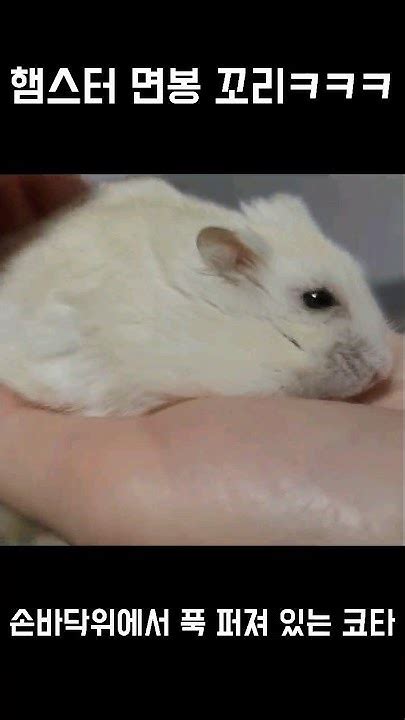 햄스터 면봉 꼬리 만지기 Hamster Youtube