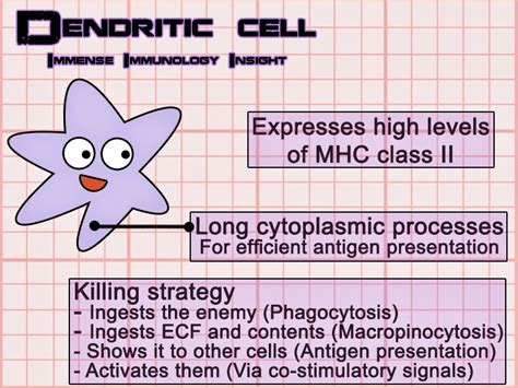 Immense Immunology Insight Dendritic Cells Simplified