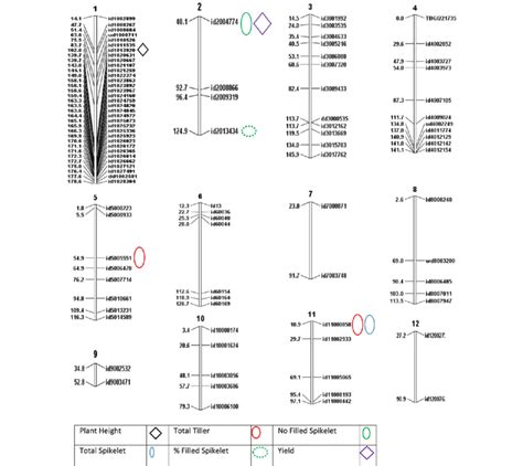 Genetic Linkage Map Showing The Location Of Qtls For Salinity Tolerance