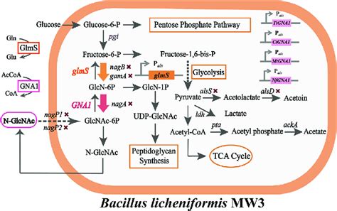 Metabolic Engineering Scheme For Efficient Production Of Glcnac 3 Gene