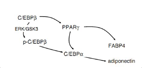 C EBP β is Expressed Early Stage of Differentiation However It is Not Download Scientific