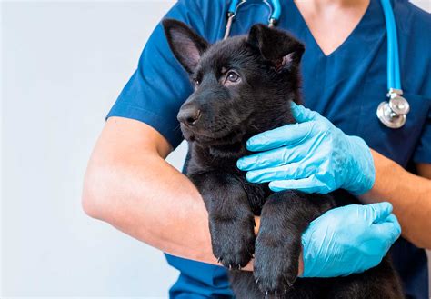 Accidentes Más Comunes En Perros Volumen Ii Martha Debayle
