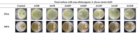 Hyphal Expansion Of Aflatoxigenic Aspergillus Flavus Strain A8r Download Scientific Diagram