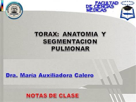 Resúmenes De Segmentación Pulmonar Descarga Apuntes De Segmentación